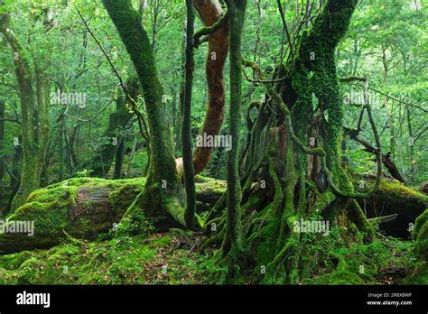 Primeval Forest Of Shiratani Unsui Gorge Stock Photo Alamy