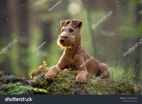 Irish Terrier Puppies General Facts