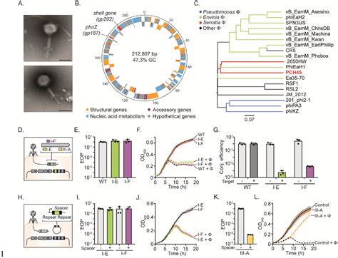 Pdf A Jumbo Phage That Forms A Nucleus Like Structure Evades Crispr
