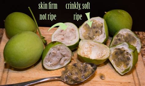 How To Grow Purple Passion Fruit Vs Maypops The Ultimate Guide