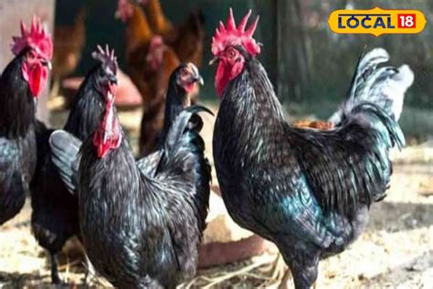 इस नस्ल की मुर्गी का करें पालन पैसों की हो जाएगी बरसात बन जाएंगे मालामाल