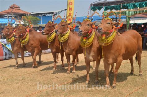 Kontes Sapi Sonok Sumenep Harga Seekor Sapi Capai Rp 100 Juta