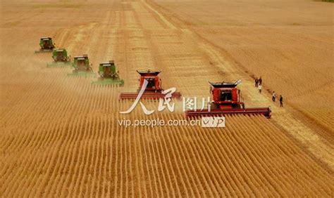 黑龙江垦区今年大豆种植超过1000万亩 人民图片网