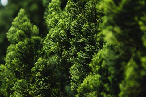 Native Cedar Trees Of Texas Ehow