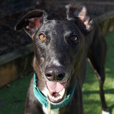 Loki Almost Home Dog Rescue