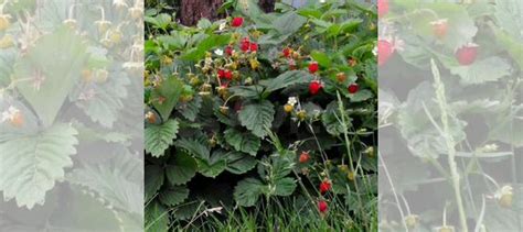 Садовая земляника купить в Подольске по низкой цене Товары для дома и дачи Авито 2727237451