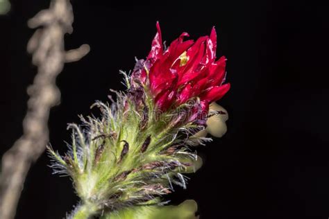 A Tiny Red Field Flower A Tiny Red Field Flower On Black Background