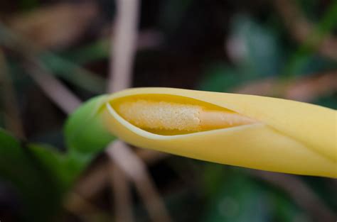 芋 田寮坡 iNaturalist