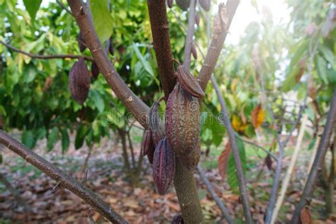 Cocoa Plants In Nature Background Stock Image Image Of Food Leaf