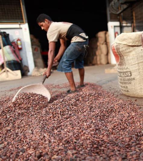 Malasia E Indonesia Crecen Como Destinos Del Cacao Ecuatoriano Que