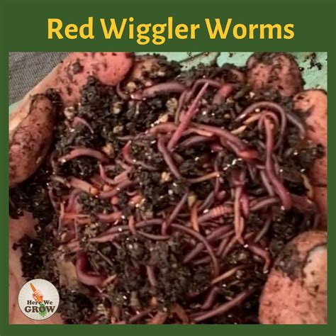 Red Wiggler Worms Here We Grow