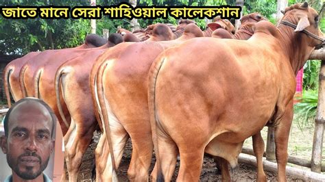 ১১৫ হাজার টাকা লটে ১০০ শাহিওয়াল ষাড় ।।special Cow।।২০০৯২০২৪ Youtube