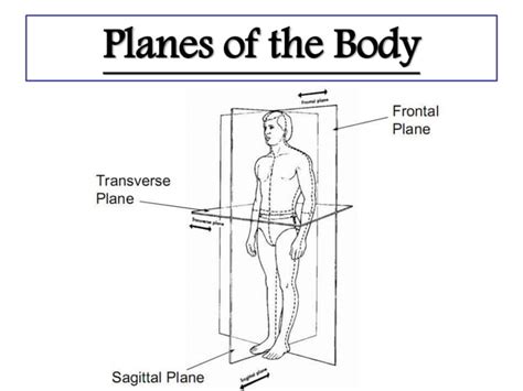 Introduction To Anatomy Dr Ahmed Gamal Pdf
