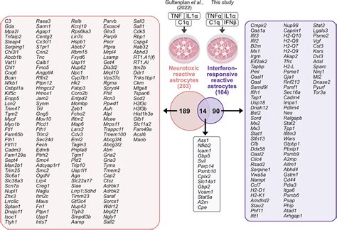 Glia Neurobiology Journal Wiley Online Library