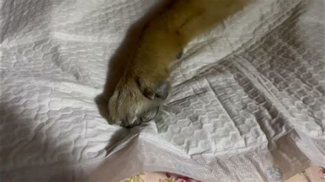 밤 9시부터 곤히 자는 진돗개 Youtube