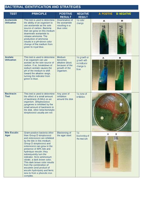 Solution Bacterial Identification And Strategies Studypool