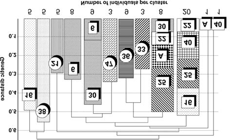 dendrogram of a upgma cluster analysis based on the band sharing