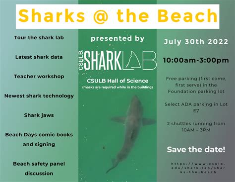 Sharks The Beach Shark Lab California State University Long Beach