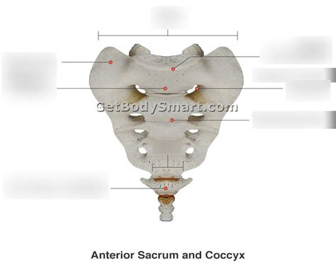 Sacrum And Coccyx Anterior Diagram Quizlet