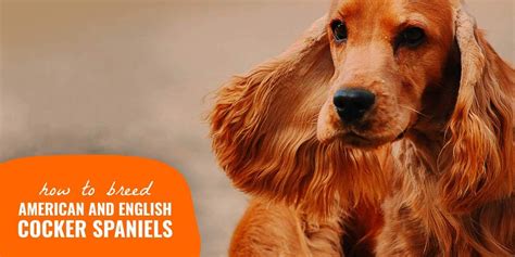 Who Creates Dog Breed Standards Why How And Faqs