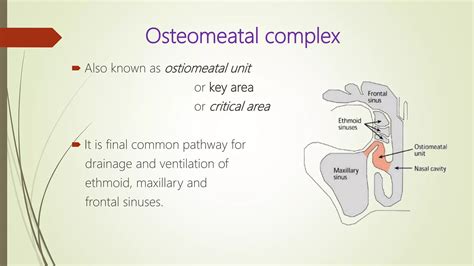 Surgical Anatomy Of Osteomeatal Complex Pptx