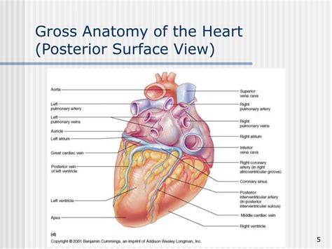 Heart Posterior Surface Anatomy Diagram