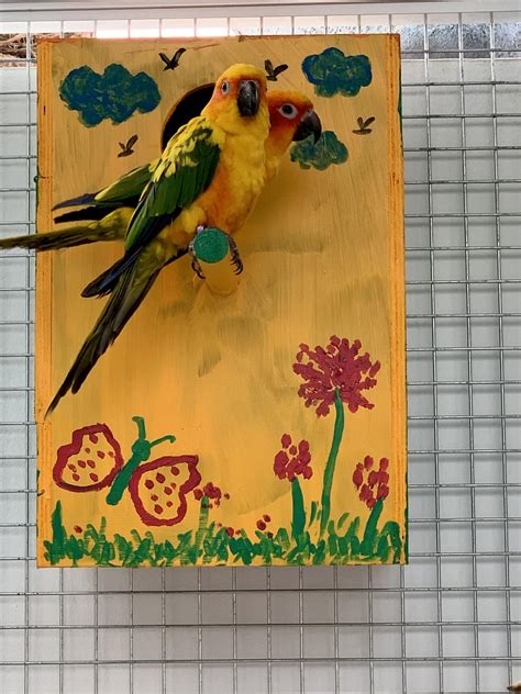 My Sun Conures Chose Their Nest Box In My Newly Completed Aviary R Conures