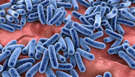 The Role Of The Gut Microbiome In The Development And Progression Of