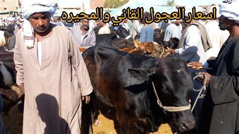 اسعار العجول القاني من داخل سوق دراو بمحافظة اسوان Youtube