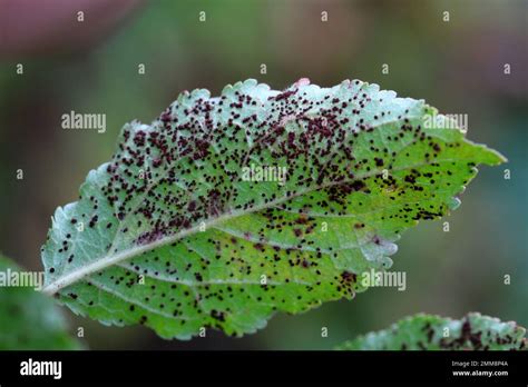 Puccinia Rust Fungus Under Microscope Hi Res Stock Photography And Images Alamy