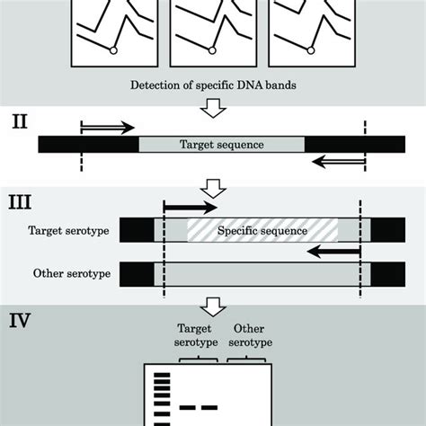 List Of Bacillus Thuringiensis Used Download Scientific Diagram