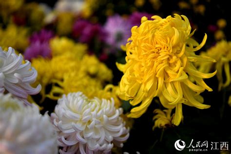 南昌第三十四届菊花展开幕 百种名品菊花绽放腾讯新闻