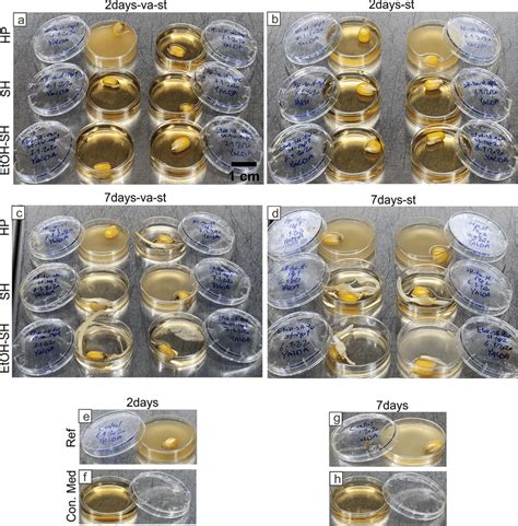 Turbidity Of The Pdb Medium As Indicator For Microbial Growth Over
