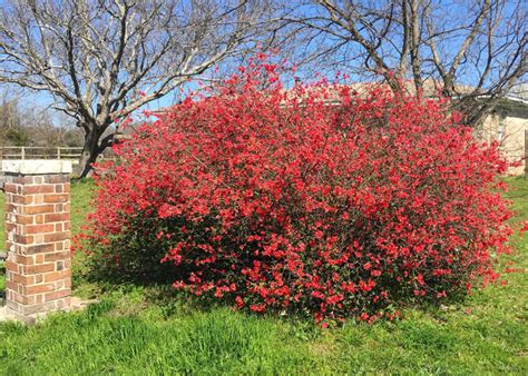 Flowering Quince Marks The Beginning Neil Sperrys Gardens