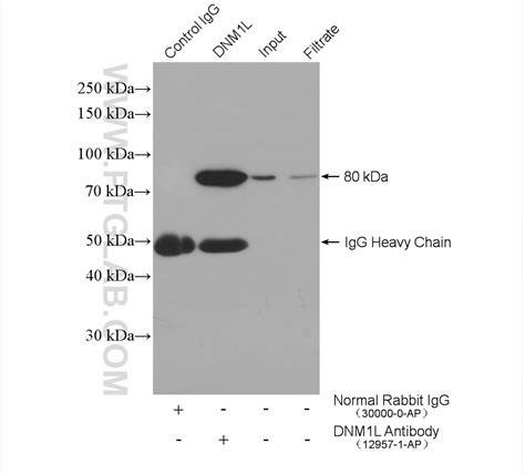 Drp1 C Terminal Antibody 12957 1 Ap