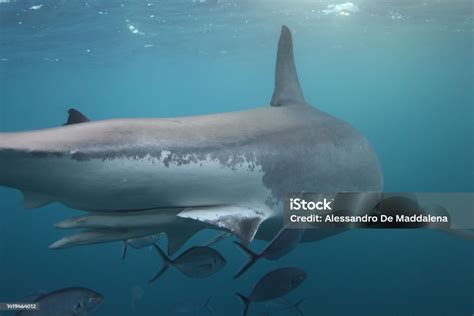 Claspers Or Copulatory Organs Of A Male Great White Shark Carcharodon