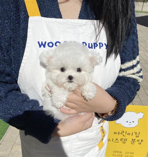 인천강아지분양 청라강아지분양 우아퍼피 꼬똥•미니비숑•말티푸•푸들 ♡전문브리더분양♡ 테디비숑남매중 알쏭이공주님이에요🩷 실제로보시면 다리길이에 헉 몸매길이에 헉 모량모질에