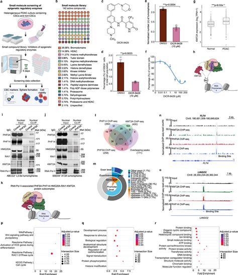 Kmt2a Epigenetically Regulates Pc Cells And Physically Associates With