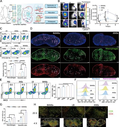 Characterizations Of Lymph Node Distribution And Subsequent Immune