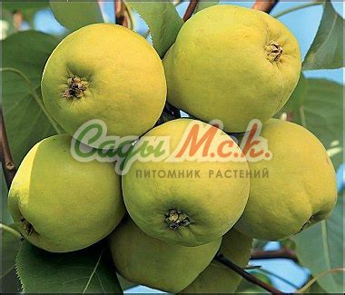 Саженцы Груша Память Яковлева - купить от 620 руб.