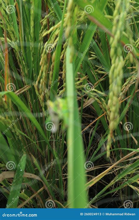 Photo Of Rice Leaf Spot Disease And X28oryza Sativa L Stock Image