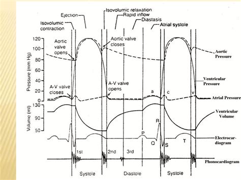Cardiac Cycle Physiology Ppt