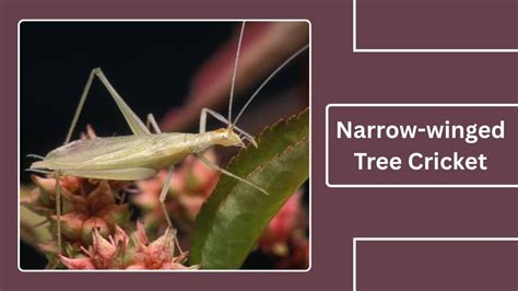10 Types Of Tree Cricket Identification With Picture