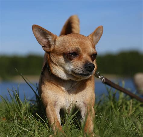 愛犬のてんかんにオススメの食事療法！犬の脳に良い食材は チワワにおすすめするご飯を徹底比較