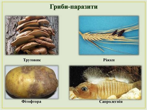 Характеристика грибів презентация онлайн