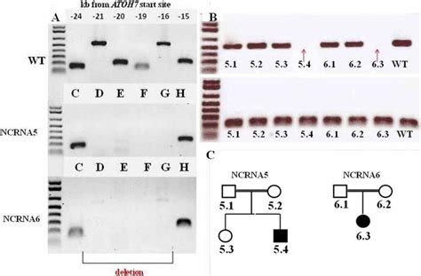 Polymerase Chain Reactionbased Genotyping Of Homozygous 6523 Kb