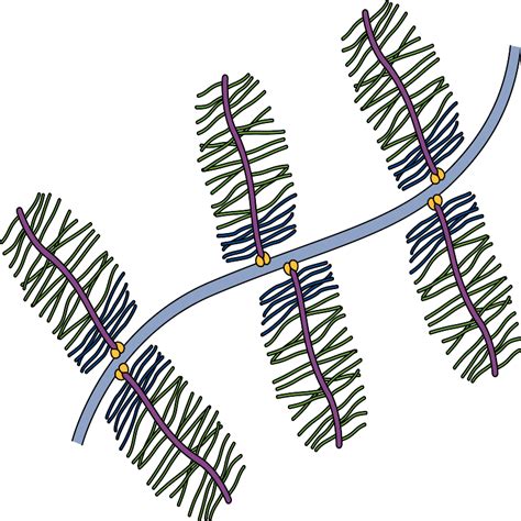 Proteoglycan Filaments Hyaluronic Backbone Figure Science Figures