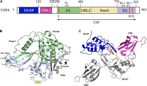 Frontiers Spotlight On Usp4 Structure Function And Regulation