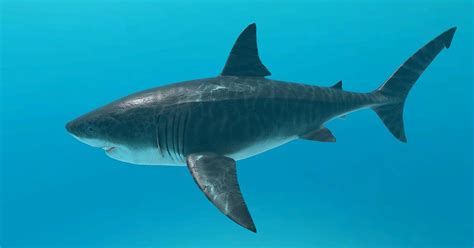 Megalodon Carcharocles Megalodon Animated Pbr Lod S R Unityassets