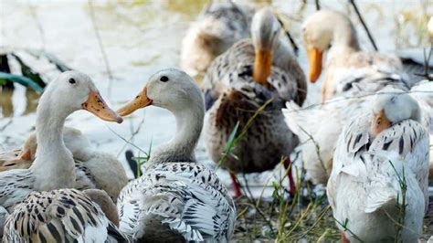 柬埔寨女童感染h5n1禽流感死亡！医生敦促澳人警惕，“碰到死鸟请远离”（组图） Nestia